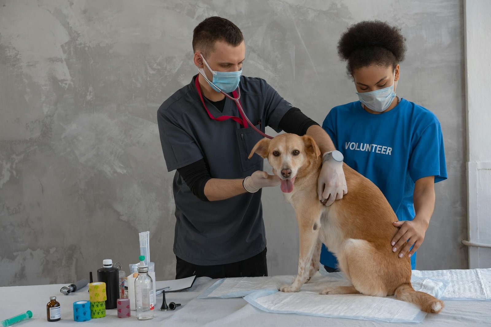 Dog Vaccination Schedule 2026: Puppy to Senior Complete Guide – Petsomo
